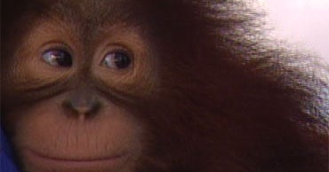 Exotic Critters for All to See in Miami - CBS News