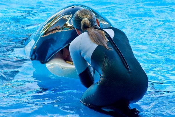 Dawn Brancheau SeaWorld Trainer Killed