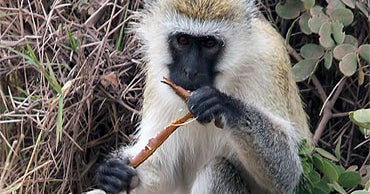 Monkey Schoolmarms Make Better Teachers - CBS News