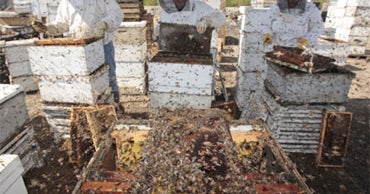 Bad Winter Deepens Disappearing Bee Crisis - CBS News