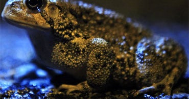Study: Toads May Detect Coming Earthquakes - CBS News
