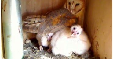 Owl Cam a Hoot Online - CBS News