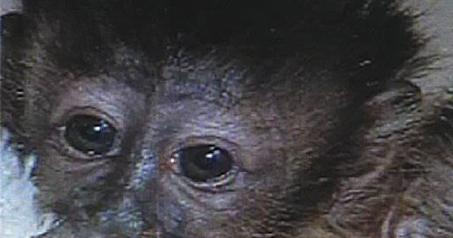 Monkey Business: Teens Plead Guilty to Stealing Zoo Animals - CBS News