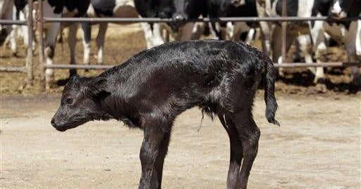 Scientists Clone Fighting Bull in Spain - CBS News