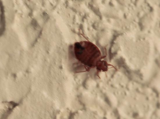 Top 10 Dirtiest Hotels in America