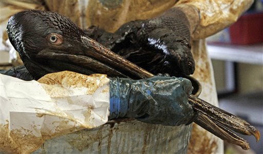 Animals Hurt By Gulf Oil Spill