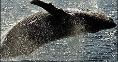 Humpback Whales More Social Than Originally Thought - CBS News