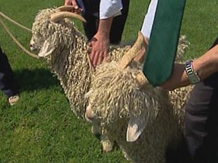 Anthony Weiner Vs. Goat: Blood Drawn - CBS News