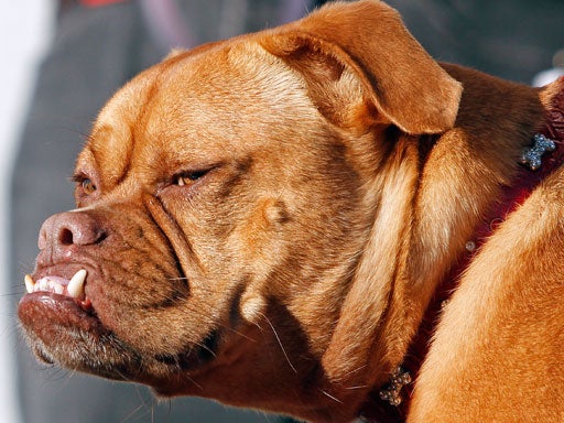 Ugliest Dog Crowned