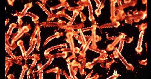 Rick Barber and Pamela Gorman: The Latest Must See Ads from the 2010 ...