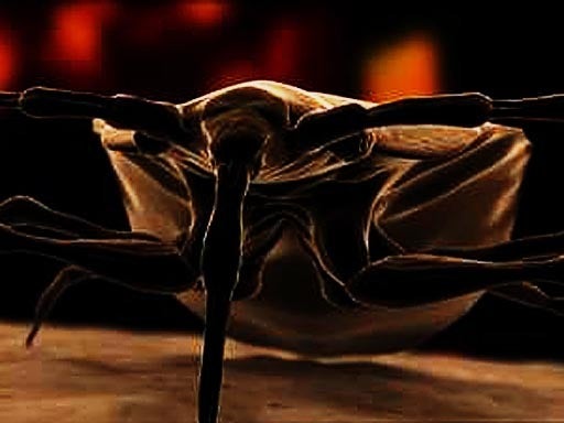 10 Most Terrifying Parasites Ever