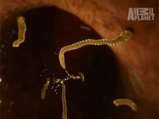 10 Most Terrifying Parasites Ever