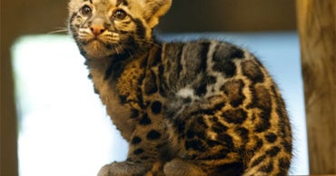 Rare Clouded Leopard Cubs Unveiled at Paris Zoo - CBS News