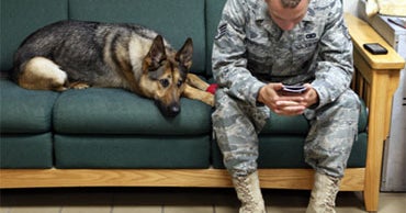 PTSD Victims Include Military Dogs, Too - CBS News