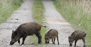 Radioactive Boars Part of Chernobyl's Legacy - CBS News