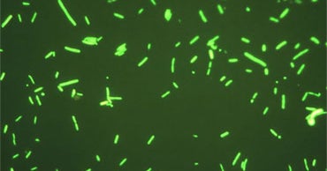 New Microbe Discovered Eating Oil Spill in Gulf - CBS News