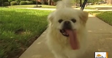 Dog with World's Longest Tongue (SEE VIDEO) - CBS News