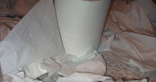 "Toilet Paper Bandit" Hangs Up the 2-Ply, Pleads Guilty in Nebraska ...