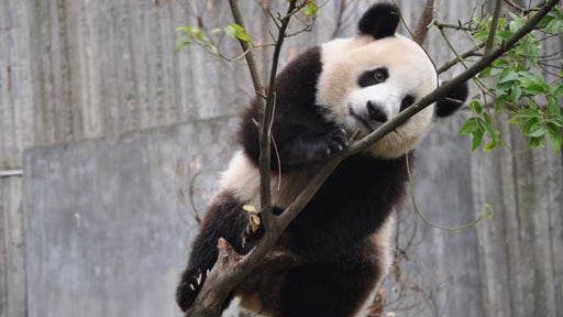Panda poop reveals they're bad at digesting bamboo - CBS News