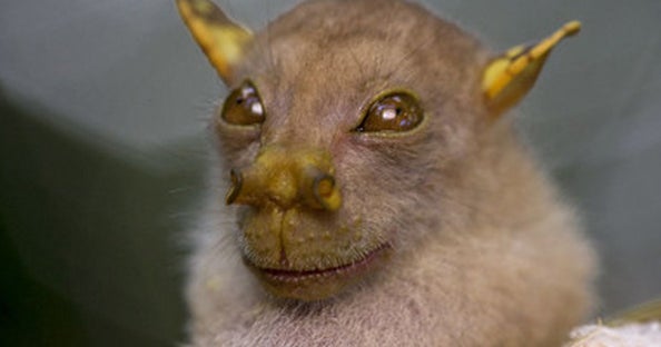 New Animal, Plant Life Discovered on Papua New Guinea