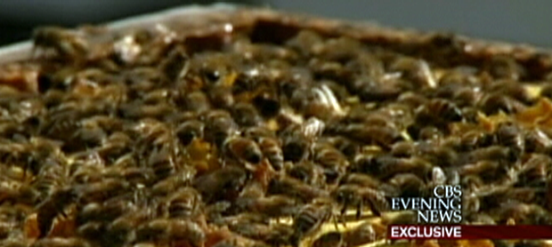 Bee Mystery Solved? - CBS News