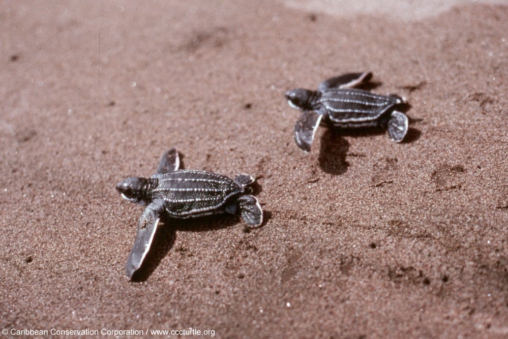 Sea Turtles of the Gulf of Mexico