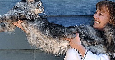 Nevada Feline Crowned World's Longest Cat - CBS News