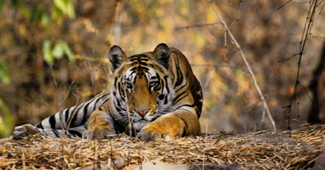 Dozens of dead tigers raise conservation doubts in India - CBS News