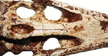 100-Million-Year-Old Crocodile Species Found - CBS News