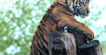 Tiger Cub 'Miracle Mali' Recovers at Tacoma Zoo - CBS News