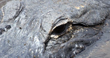 Iguanas, alligator, pit bulls, found in S. Phila. home - CBS News