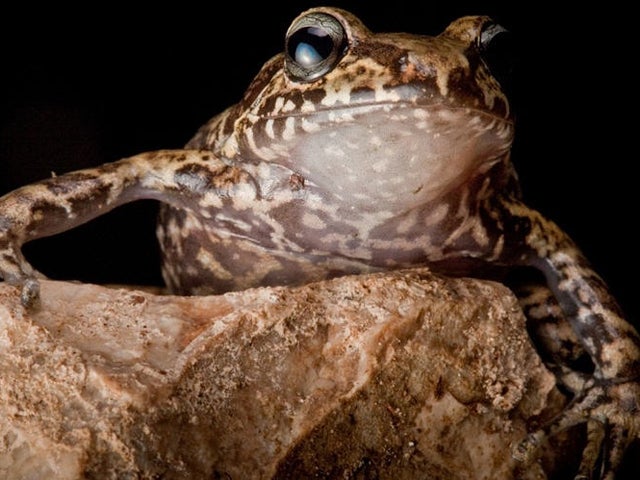 The Lost Frogs of Haiti