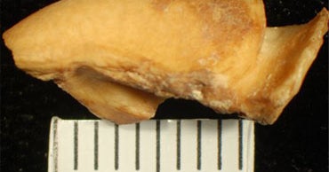 On the Menu: 9,400 Year-Old Mutt - CBS News