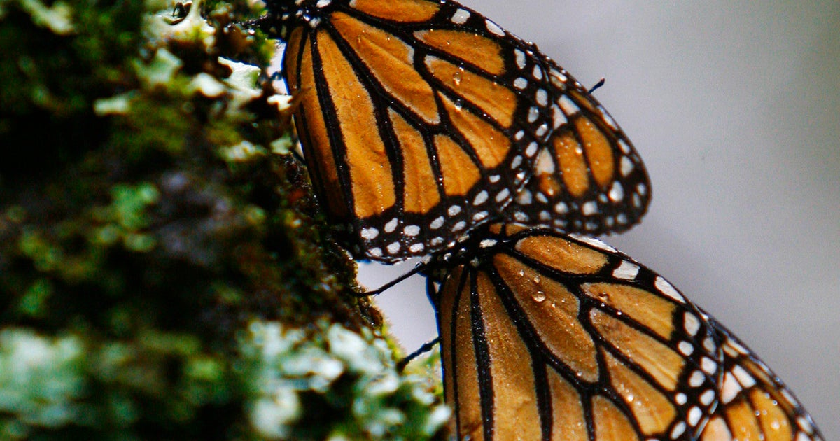 Monarch Butterfly Numbers Soar Higher - CBS News