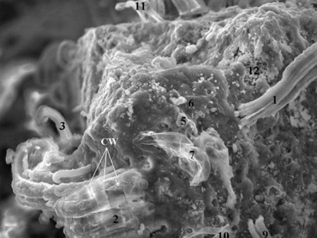NASA scientist: Evidence of alien life on meteorite - CBS News