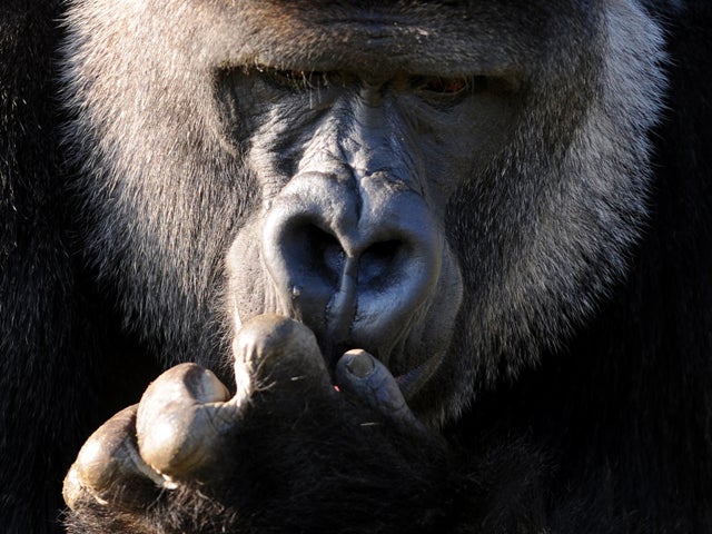 Nature's 5 smartest animal species