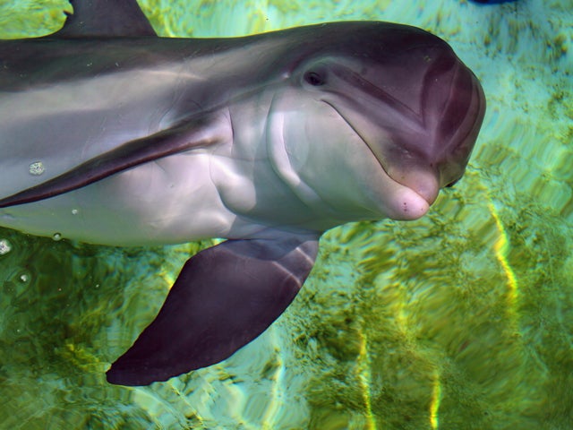 Nature's 5 smartest animal species