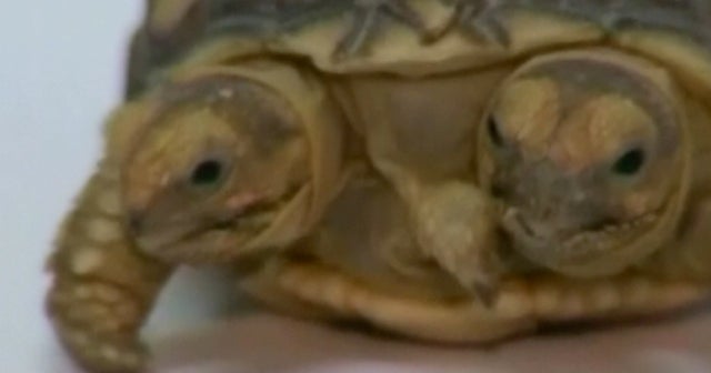 Meet Magdalena the two-headed, five-legged tortoise - CBS News