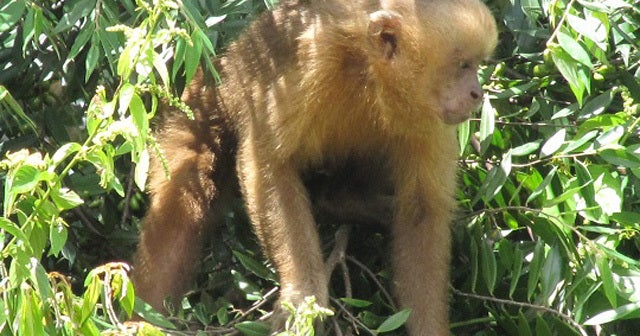 Monkeys recognize and shun selfish others - CBS News
