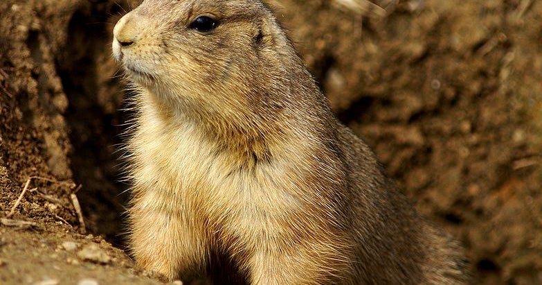 Prairie dog "extinguisher" cruel and unusual? - CBS News