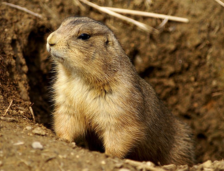 Prairie dog "extinguisher" cruel and unusual? - CBS News