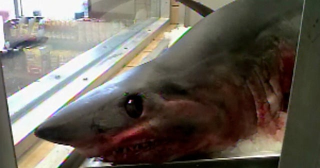 Massive shark jumps onboard fishing boat (VIDEO) - CBS News
