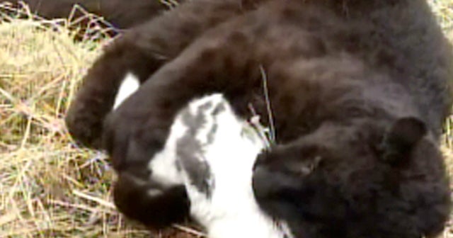 Bunny and leopard make unlikely friends (VIDEO) - CBS News
