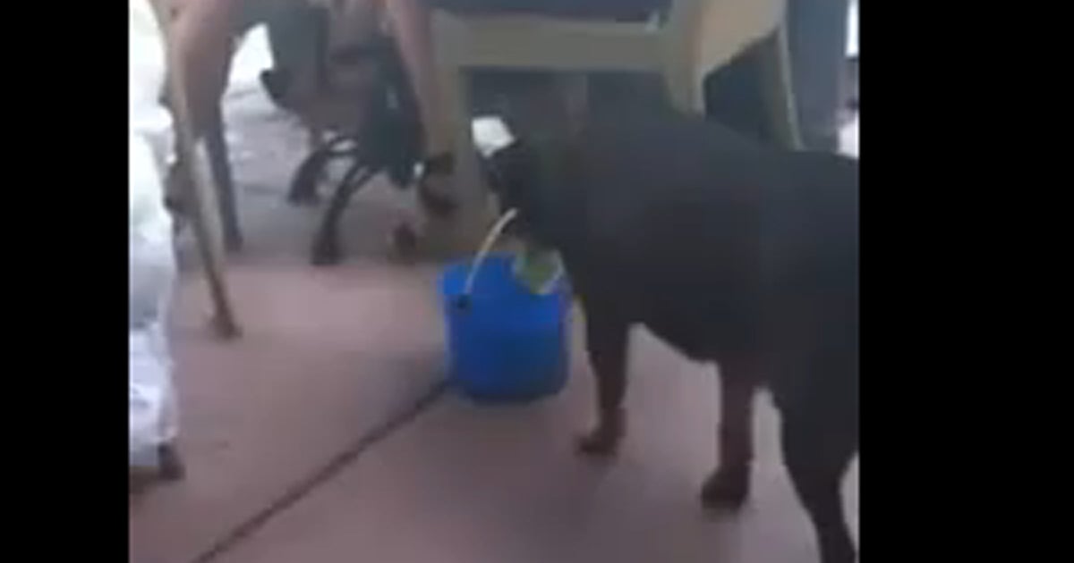 Clever dog carrying bucket knows how to earn money - CBS News
