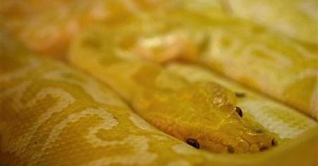 Python clings to Kansas woman until police rescue - CBS News