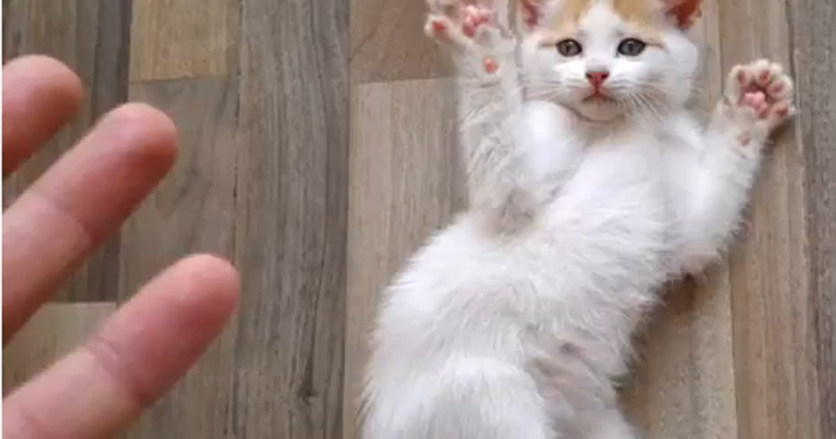 "Hands up kitten" is an adorable update to a legendary classic - CBS News