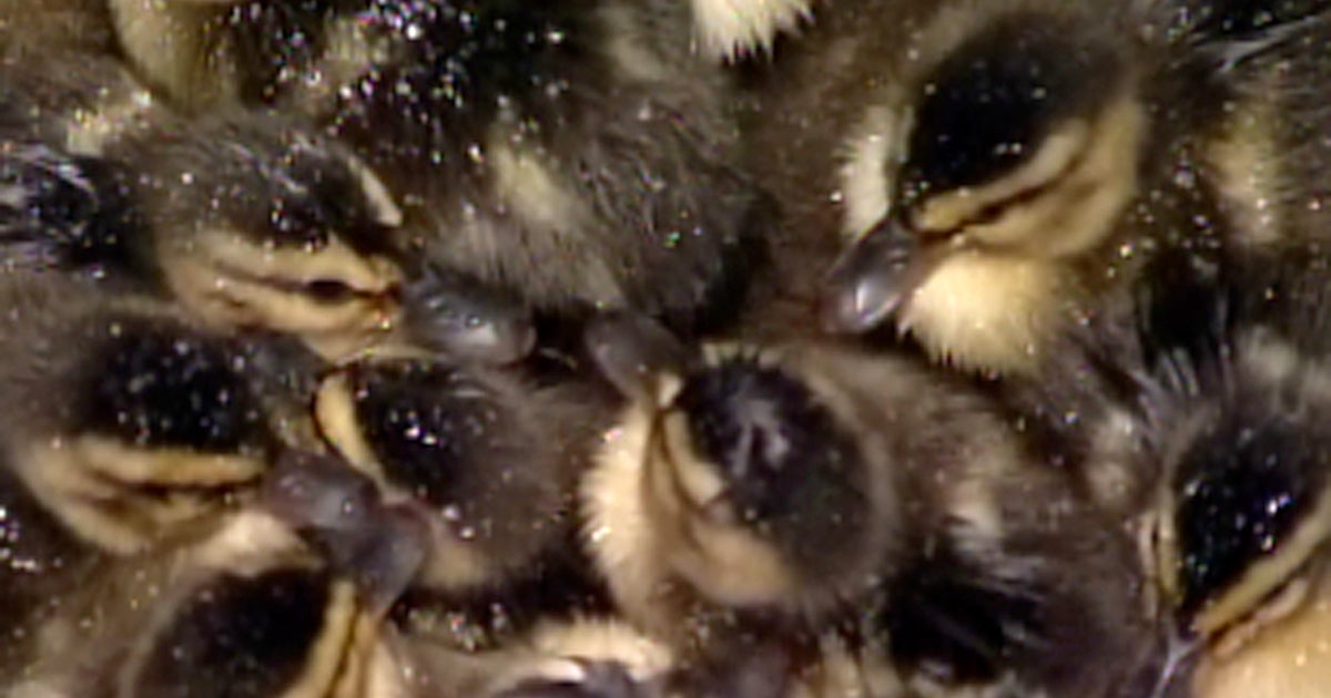 Lost ducklings rescued by local news reporter - CBS News