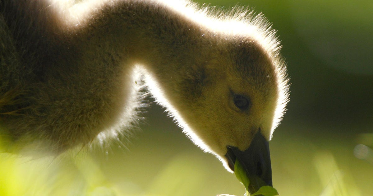 Q: Why is a goose named 50 Cent? - CBS News