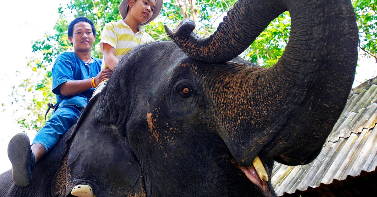 Elephants vs. autism in Thailand