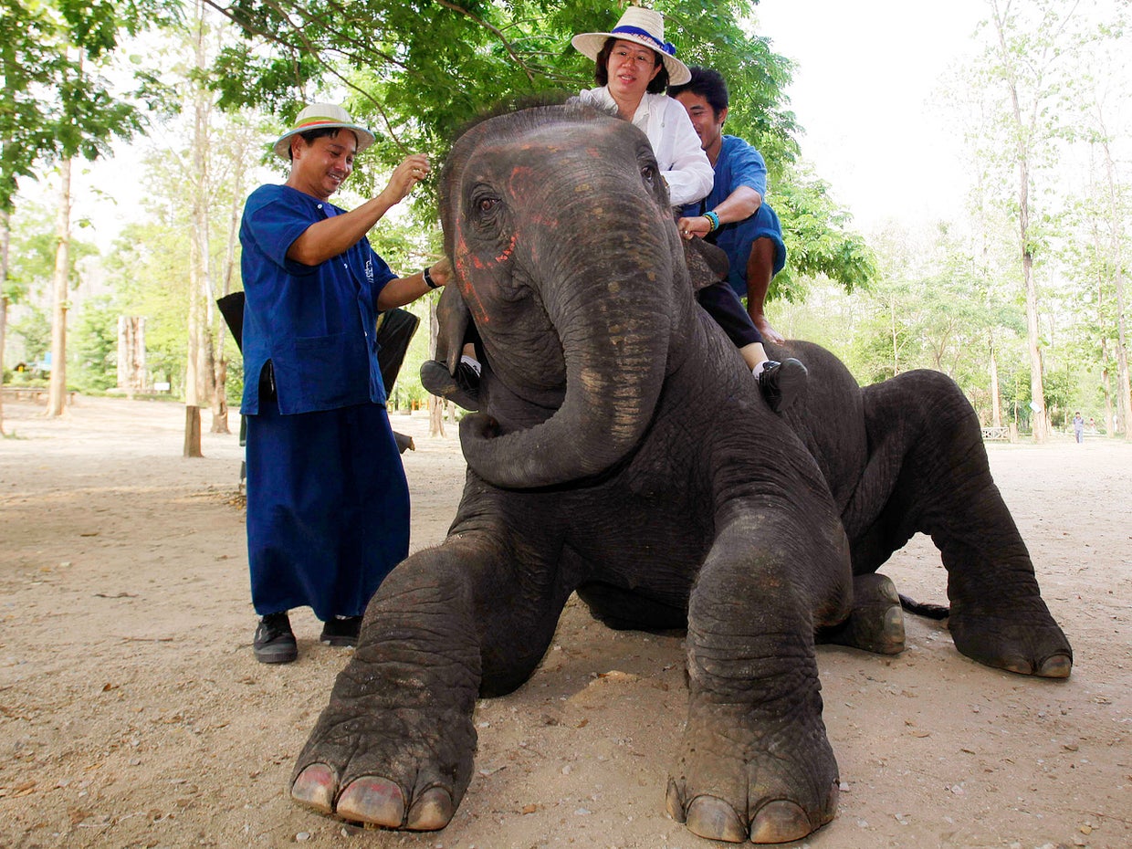 Elephants vs. autism in Thailand